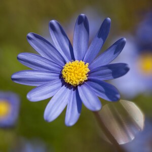 Blue Felicia Daisy Seeds - Showy Blooms, Attracts Pollinators, Drought ...
