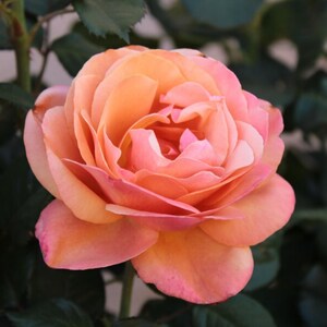 Anna's Promise Grandiflora Rose Seeds – Perennial, Cold Resistant ...