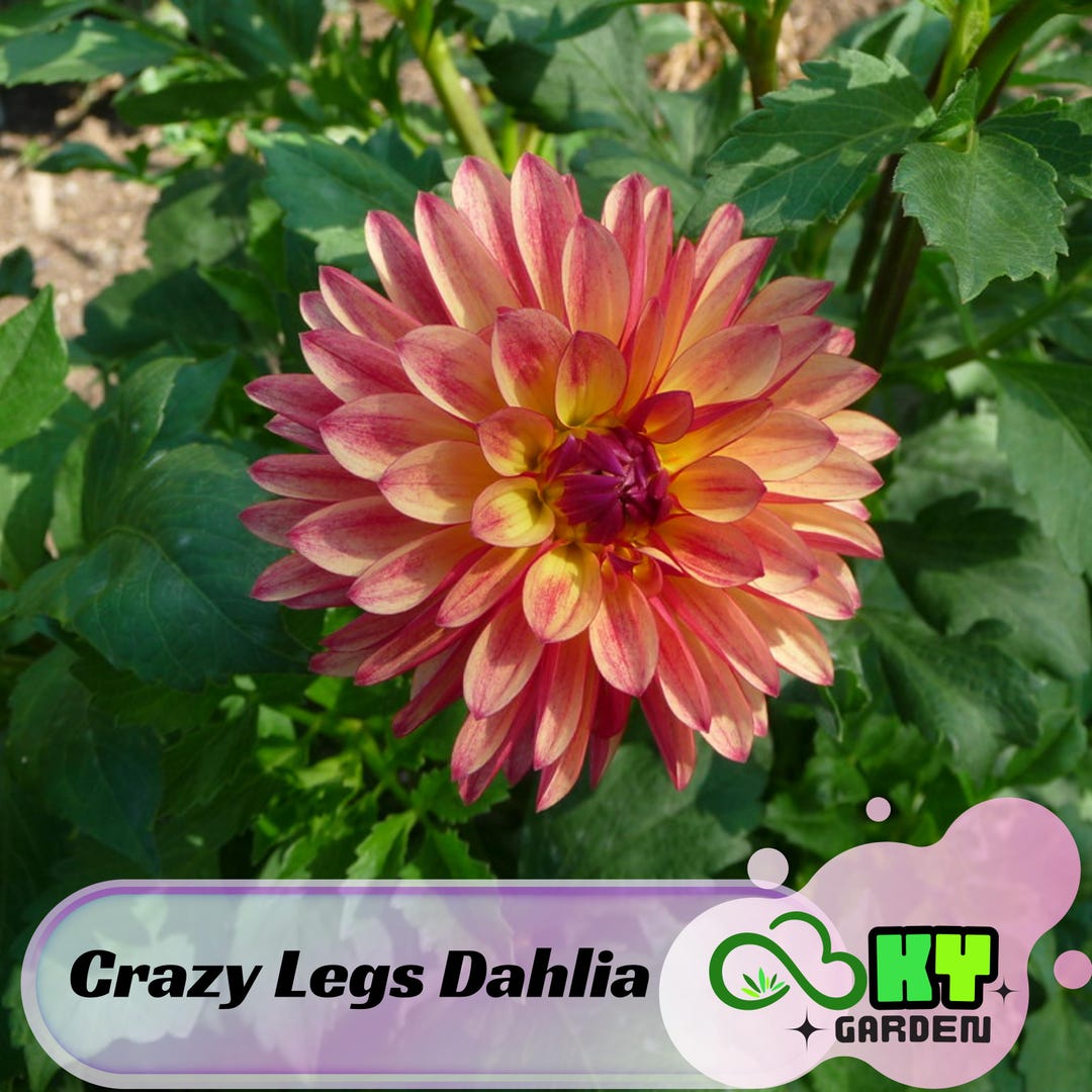 Crazy Legs Dahlia Seeds - Attracts Pollinators,long Blooming Season ...