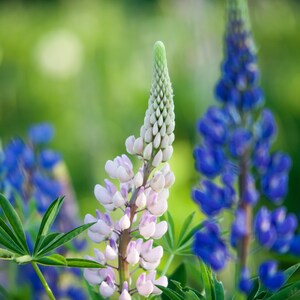 Lupinus Rivularis (riverbank Lupine) Seeds - Fast Growing, Drought ...