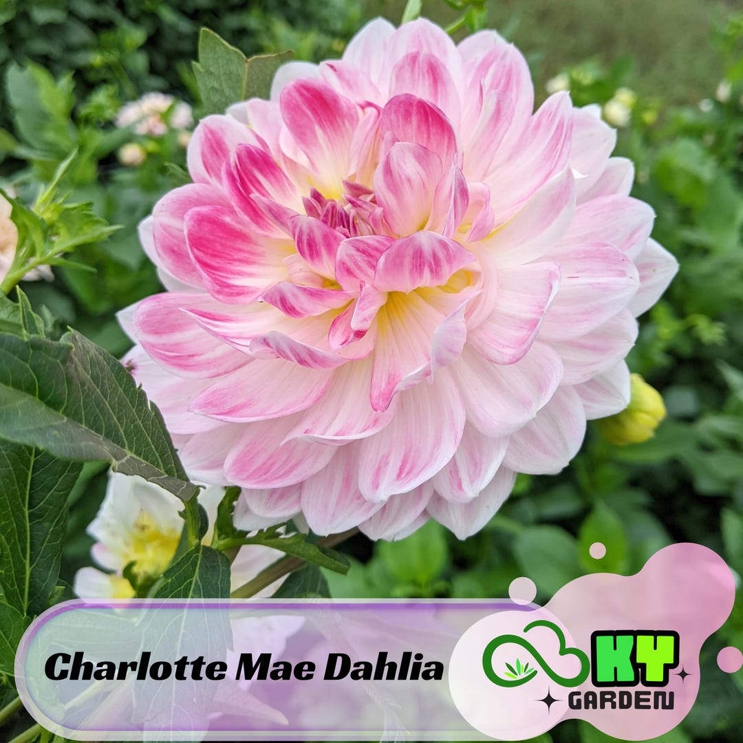 Charlotte Mae Dahlia Seeds - Attracts Pollinators, Long Blooming Season ...