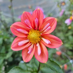 Giggles Dahlia Seeds - Attracts Pollinators, Long Blooming Season ...