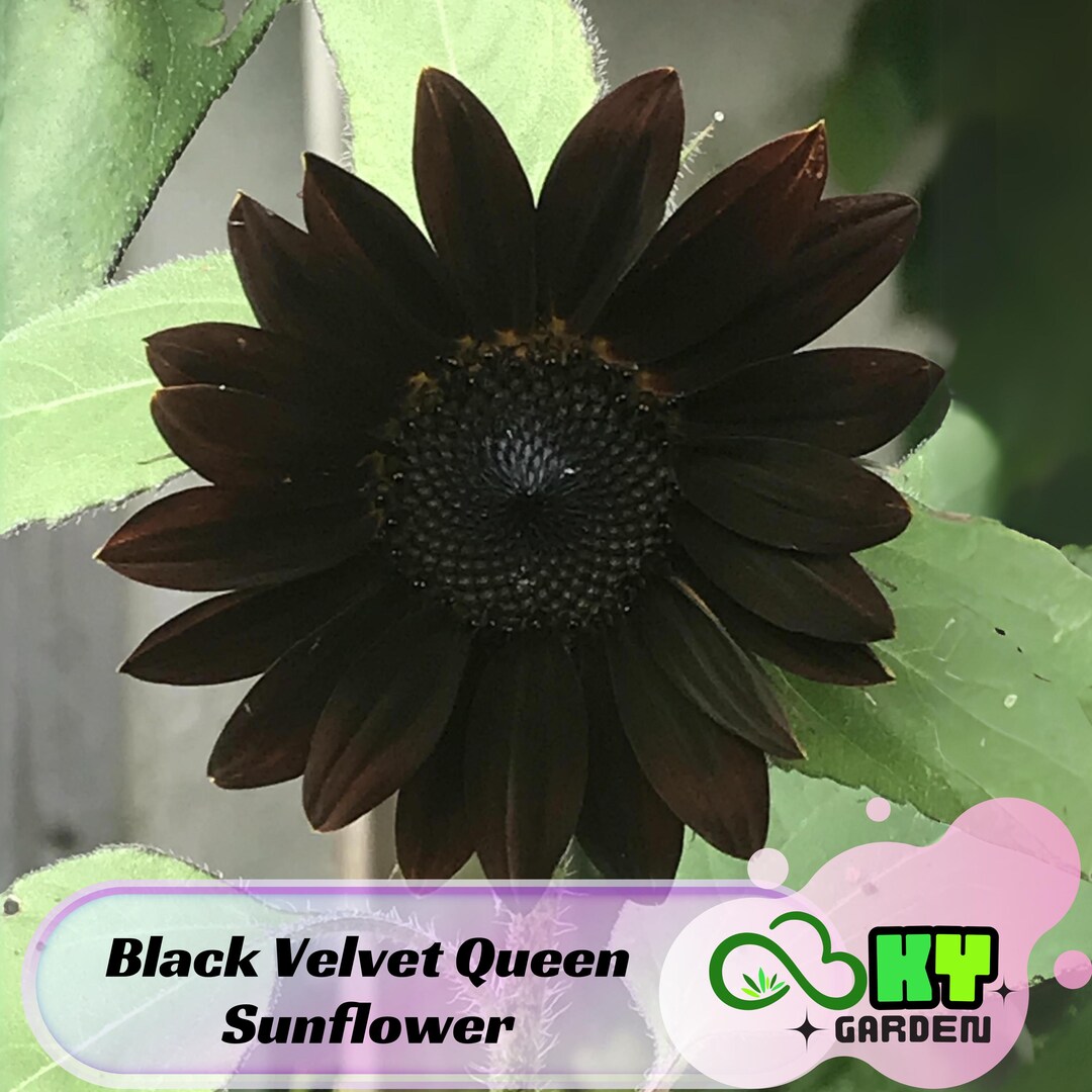 Black Velvet Queen Sunflower Seeds - Showy Blooms, Fast Growing ...