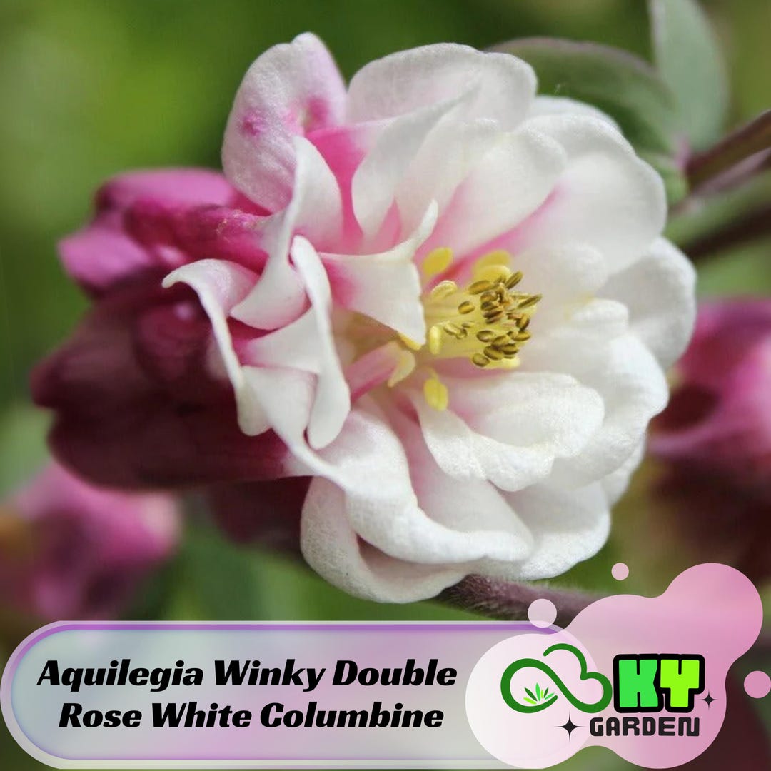 Aquilegia Winky Double Rose White Columbine Seeds - Deciduous - Potted ...