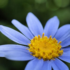 Blue Felicia Daisy Seeds - Showy Blooms, Attracts Pollinators, Drought ...