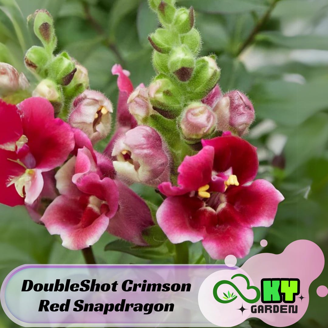 Doubleshot Crimson Red Snapdragon Seeds - Cold Resistant - Attracts ...