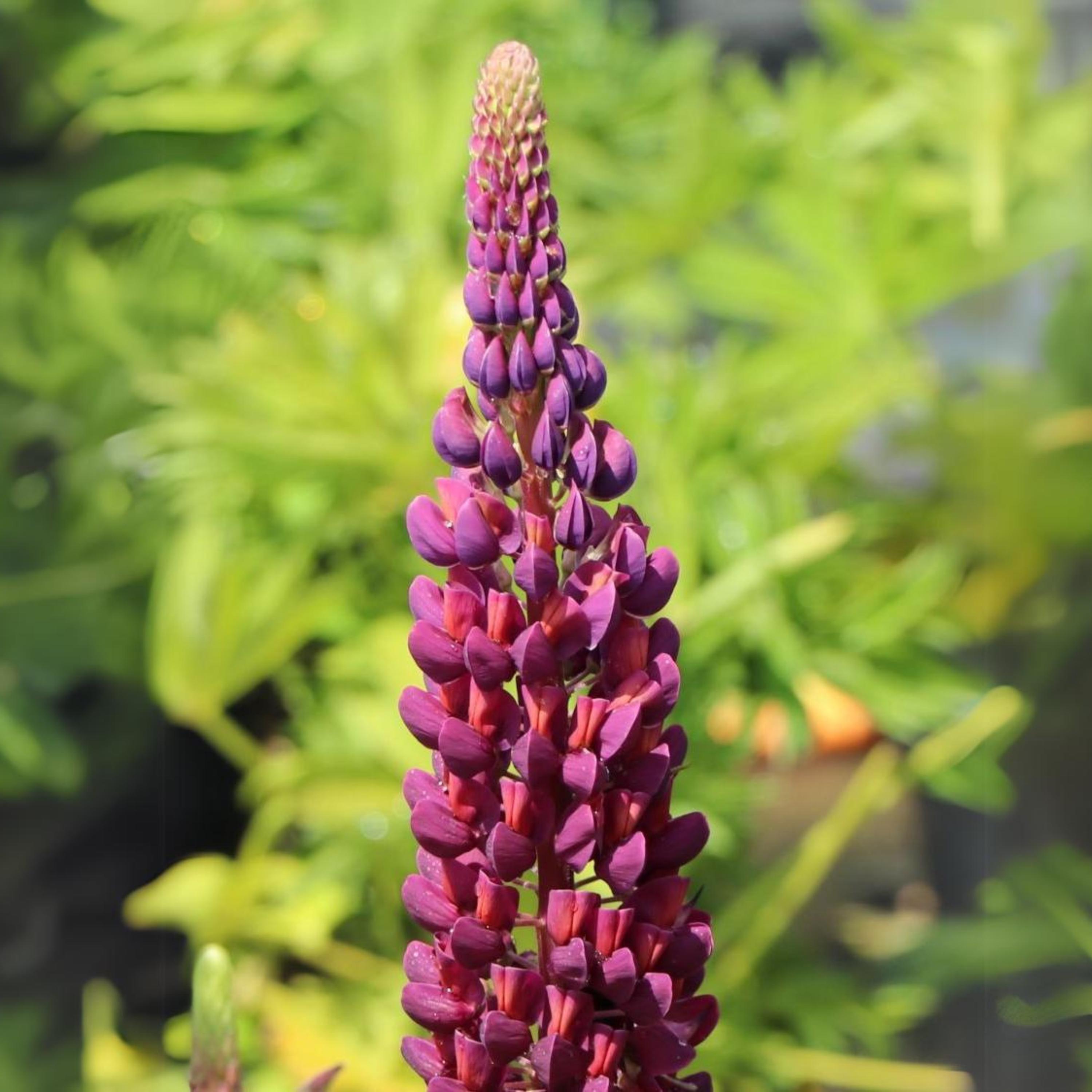 Masterpiece Lupine (lupinus ‘masterpiece’) Seeds - Fast Growing,drought ...