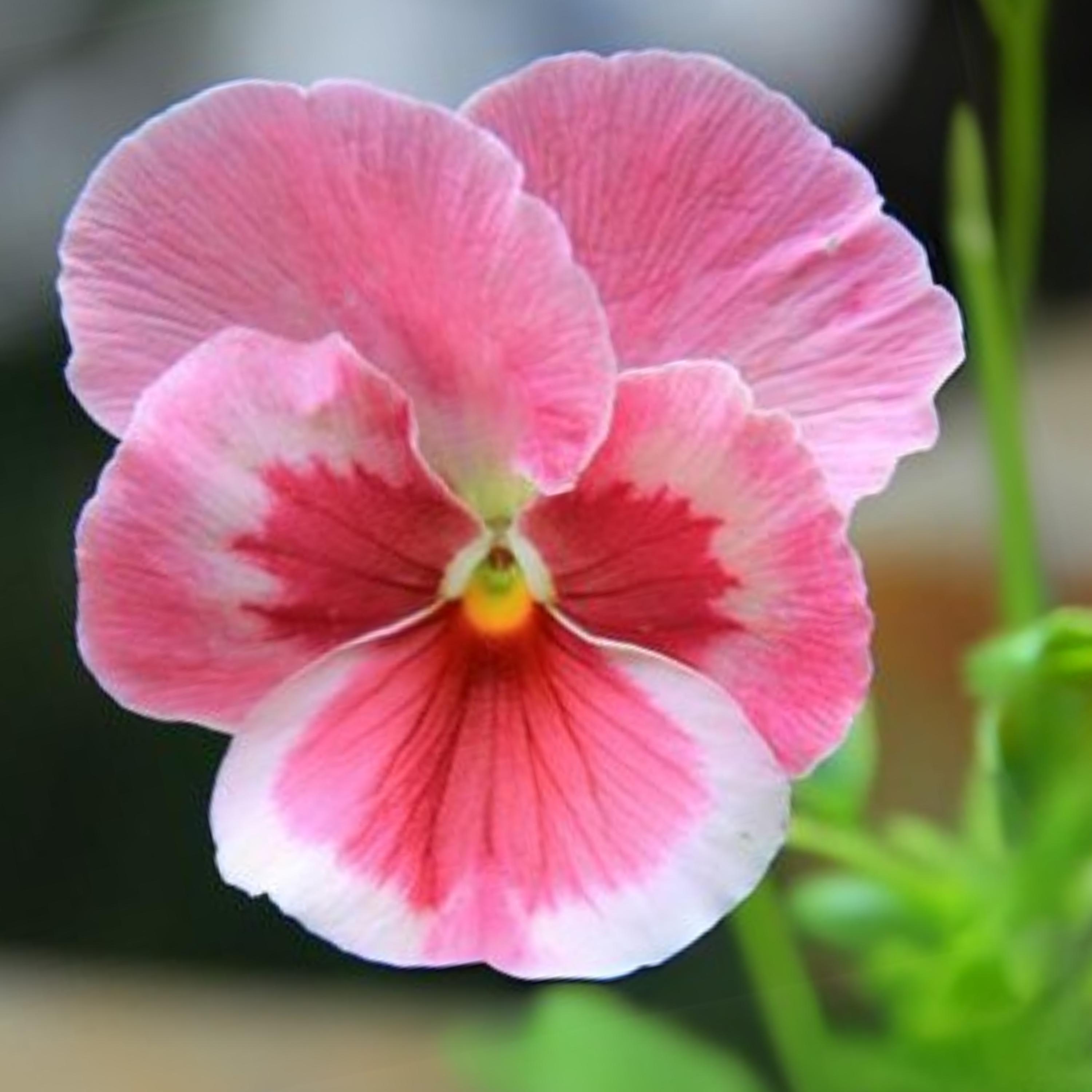 Pink Pansy Mix Color Wavy Viola Flower Seeds - Cold Resistant - Open ...
