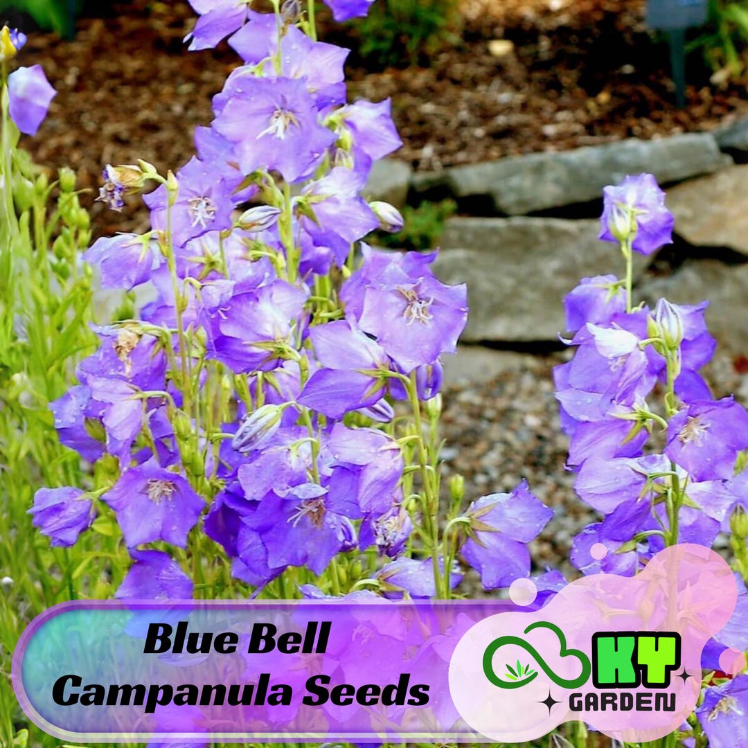 Campanula "blue Bell" Seeds - Showy Blooms,compact Growth,long Blooming ...