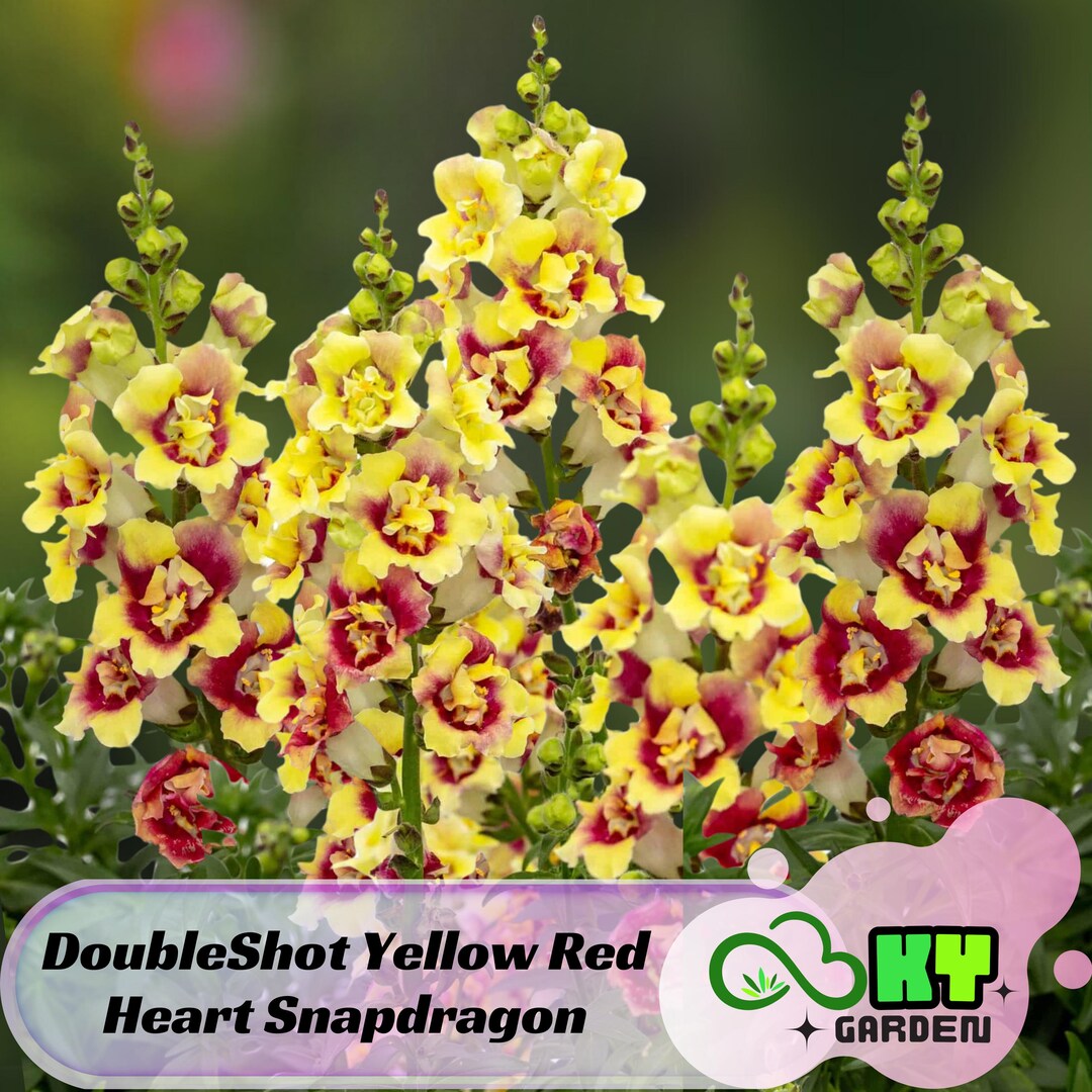 Doubleshot Yellow Red Heart Snapdragon Seeds - Cold Resistant ...
