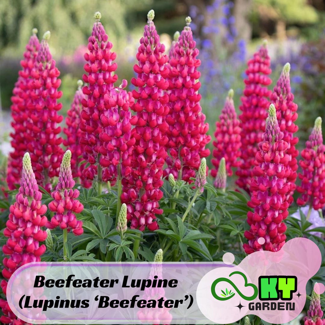 Beefeater Lupine (lupinus ‘beefeater’) Seeds - Fast Growing, Drought ...