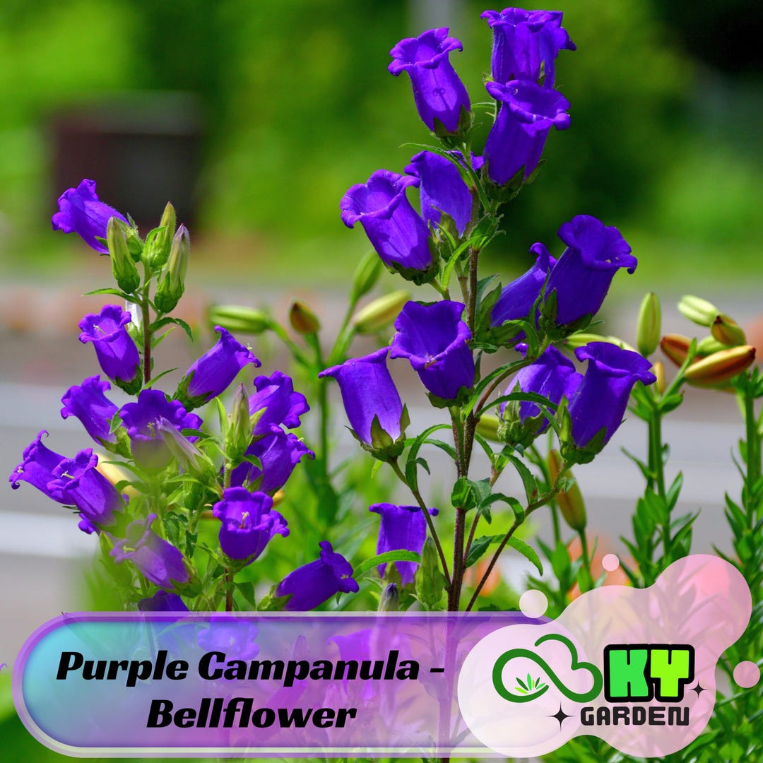 Purple Campanula - Bellflower Seeds - Long Blooming Season, Attracts ...