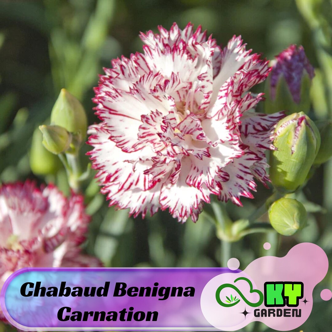 Chabaud Benigna Carnation Seeds - Showy Blooms, Compact Growth ...