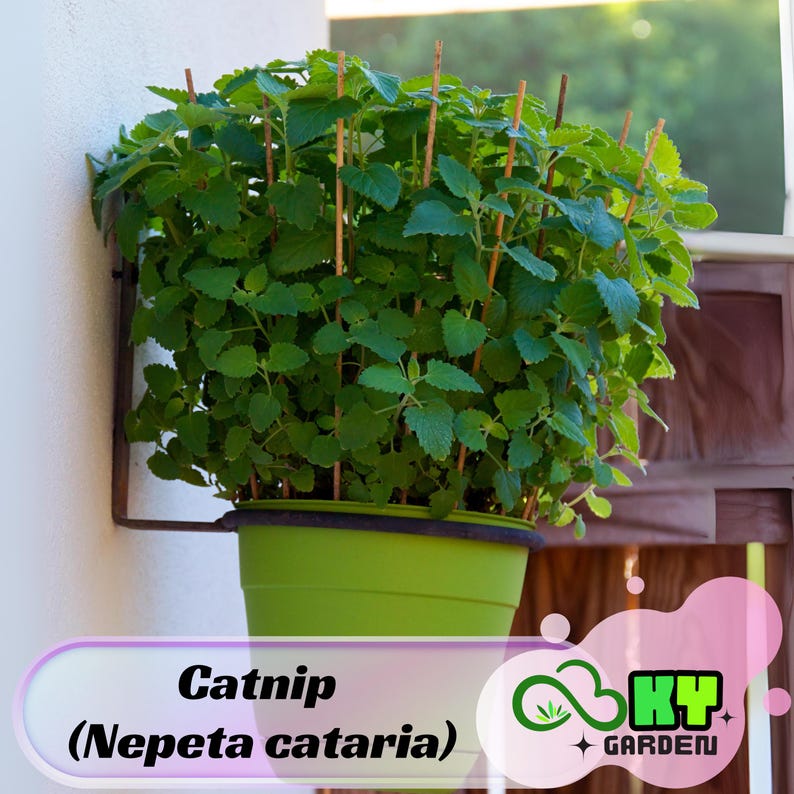 Catnip (nepeta Cataria) Seeds - Perennial - Edible, , Fragrant, Fast ...