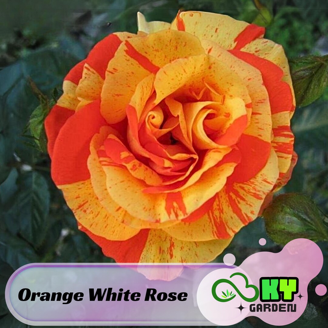 Orange White Rose Seeds - Perennial, Cold Resistant, Open-pollinating ...