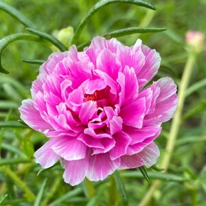 Pink Ruffle Blossom Moss Rose (portulaca Grandiflora) Seeds - Low ...