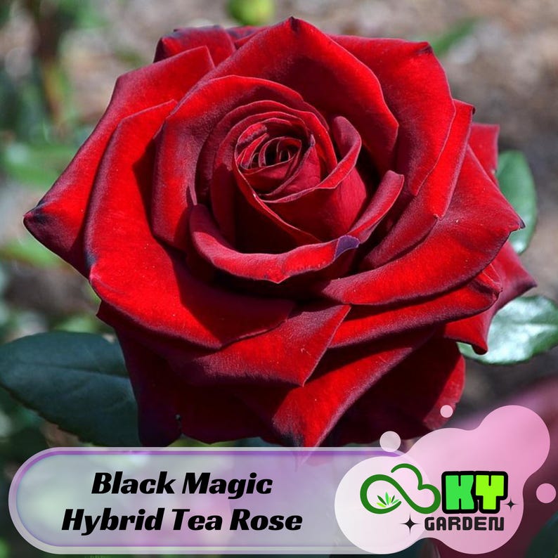 Black Magic Hybrid Tea Rose Seeds Perennial, Cold Resistant, Open ...