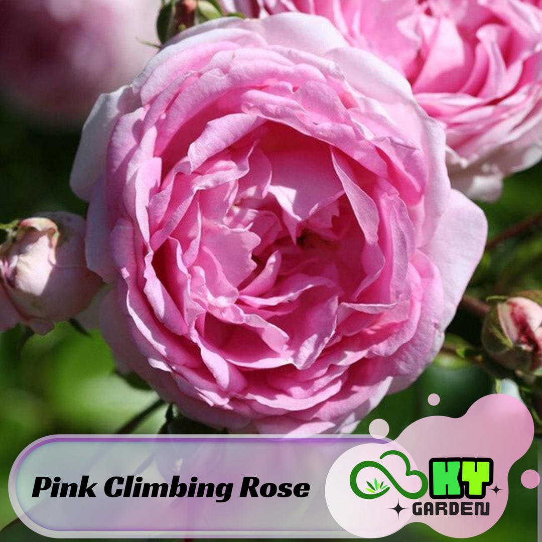 Pink Climbing Rose Seeds – Perennial, Cold Resistant, Open-pollinating ...
