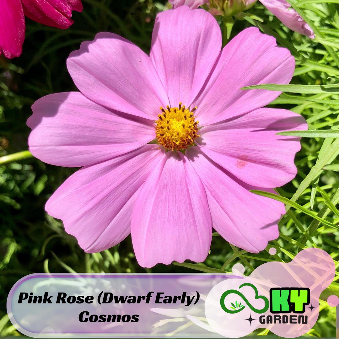 Pink Rose (dwarf Early) Cosmos Seeds - Showy Blooms, Attracts ...