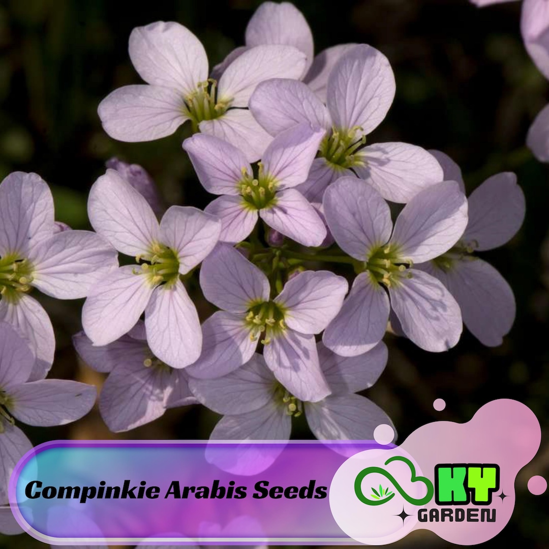 Compinkie Arabis Flower Seeds - Showy Blooms, Ground Cover, Early ...
