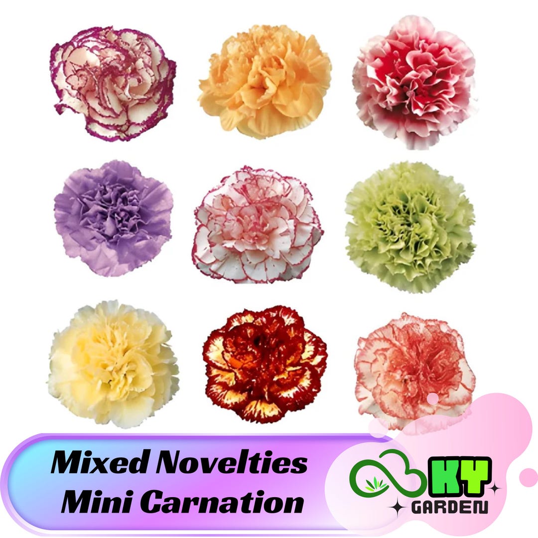 Mixed Novelties Mini Carnation Seeds - Showy Blooms, Compact Growth ...