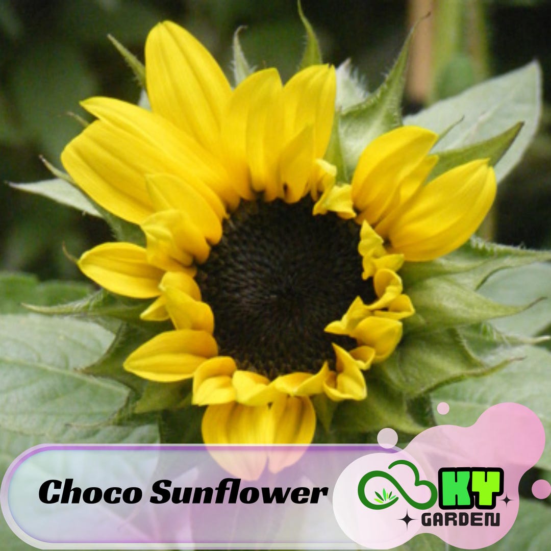 Choco Sunflower Seeds - Bi-colored Petals, Attracts Pollinators ...