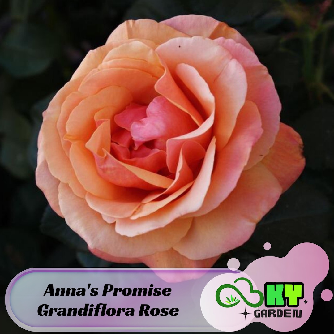 Anna's Promise Grandiflora Rose Seeds – Perennial, Cold Resistant ...
