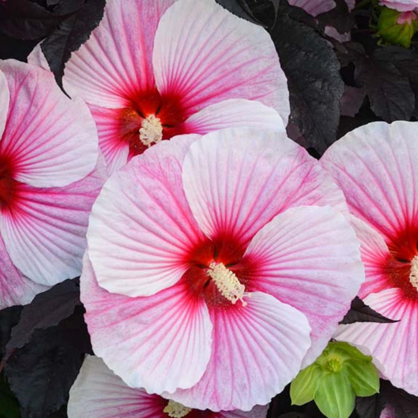 Starry Starry Night Hibiscus Seeds - Edible, Cold Resistant, Showy ...