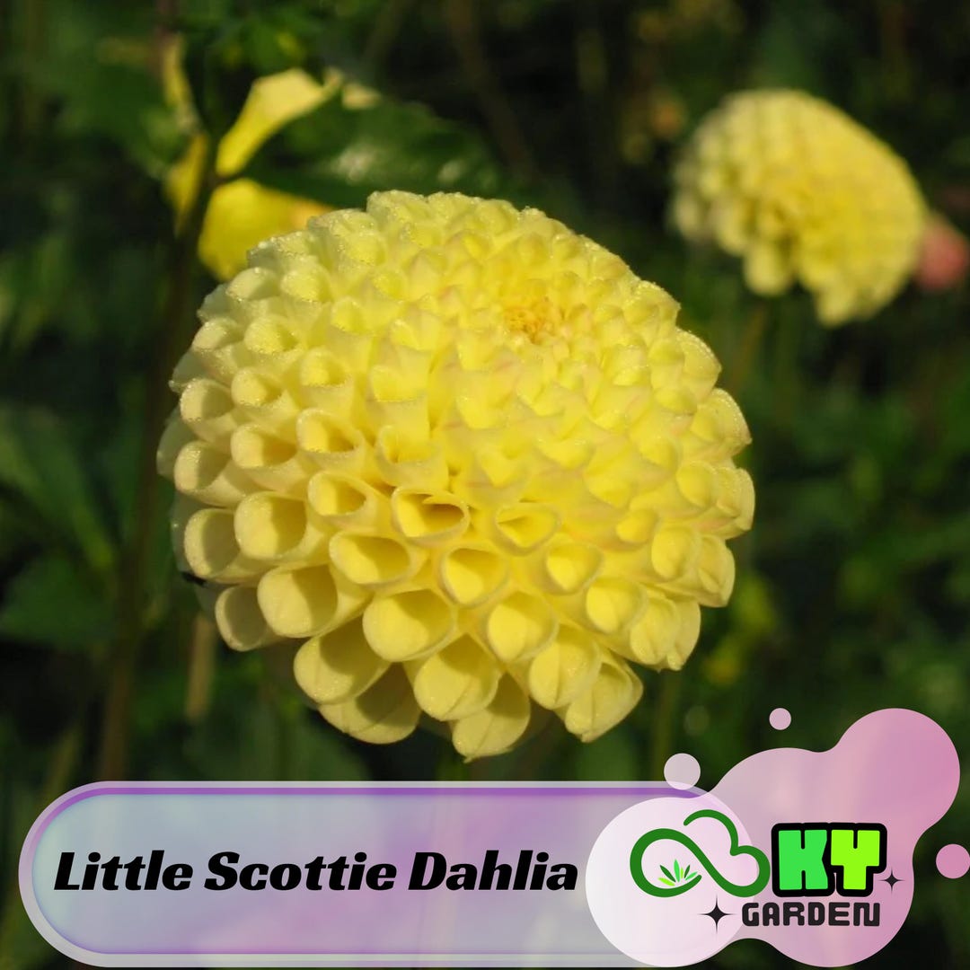 Little Scottie Dahlia Seeds - Attracts Pollinators, Long Blooming ...
