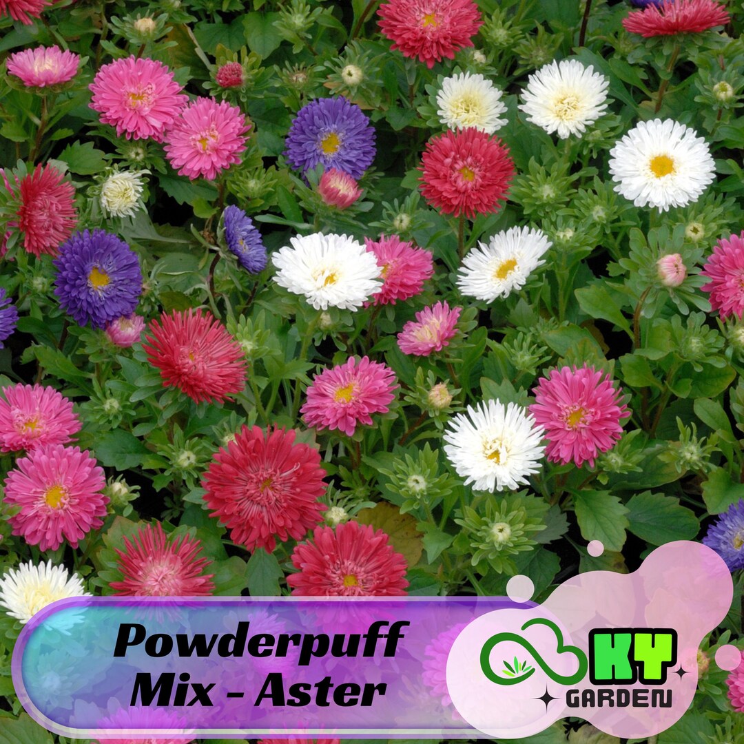 Powderpuff Mix - Aster Seeds - Annual, Showy Blooms, Soft Yellow ...