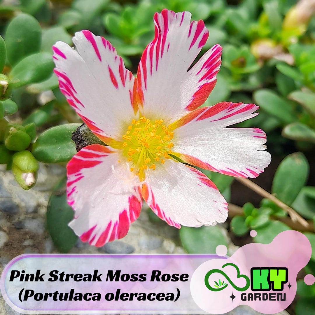 Pink Streak Moss Rose (portulaca Oleracea) Seeds - Low Maintenance ...