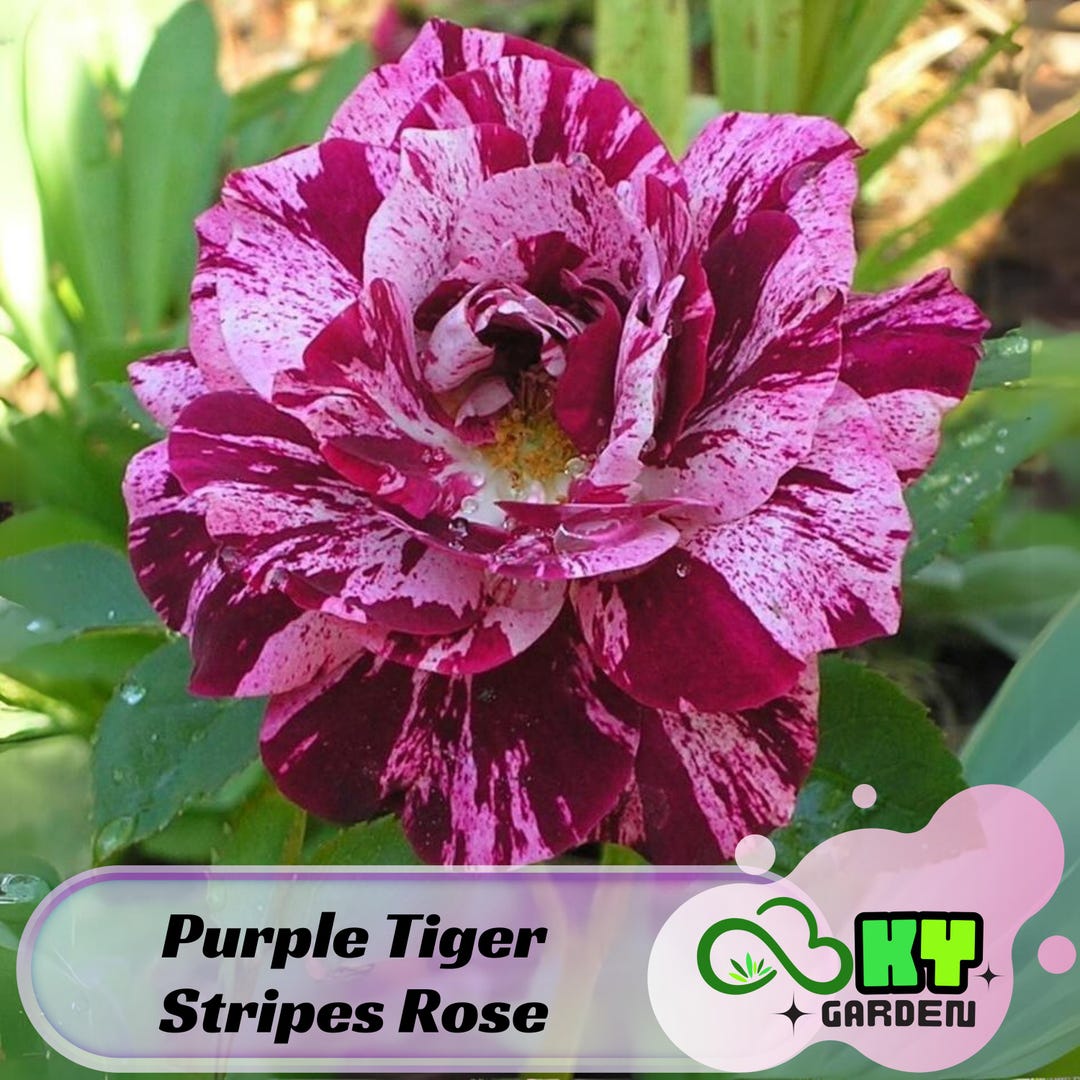 Purple Tiger Stripes Rose Seeds - Perennial, Open-pollinating ...