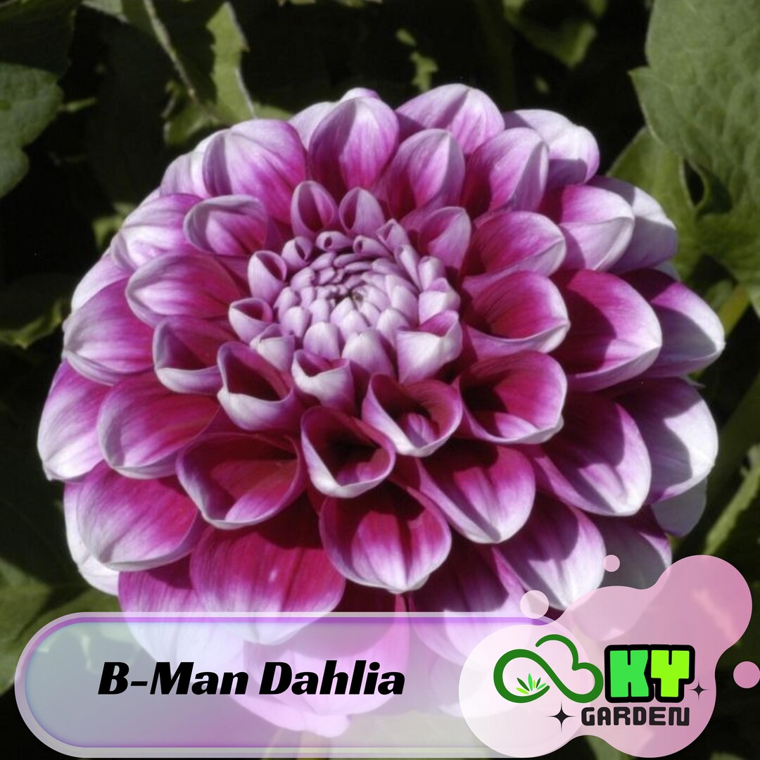 B-man Dahlia Seeds - Showy Blooms, Attracts Pollinators, Long Blooming ...