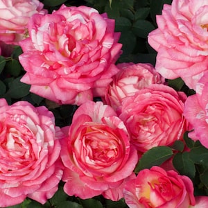 Marc Chagall Floribunda Rose Seeds – Perennial, Cold Resistant, Open ...