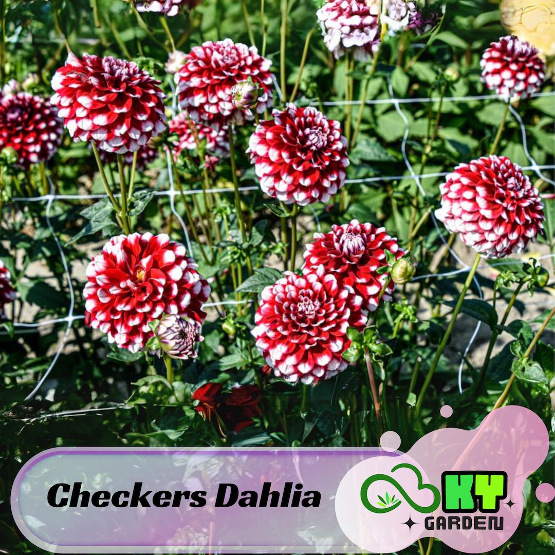 Checkers Dahlia Seeds - Attracts Pollinators, Long Blooming Season ...