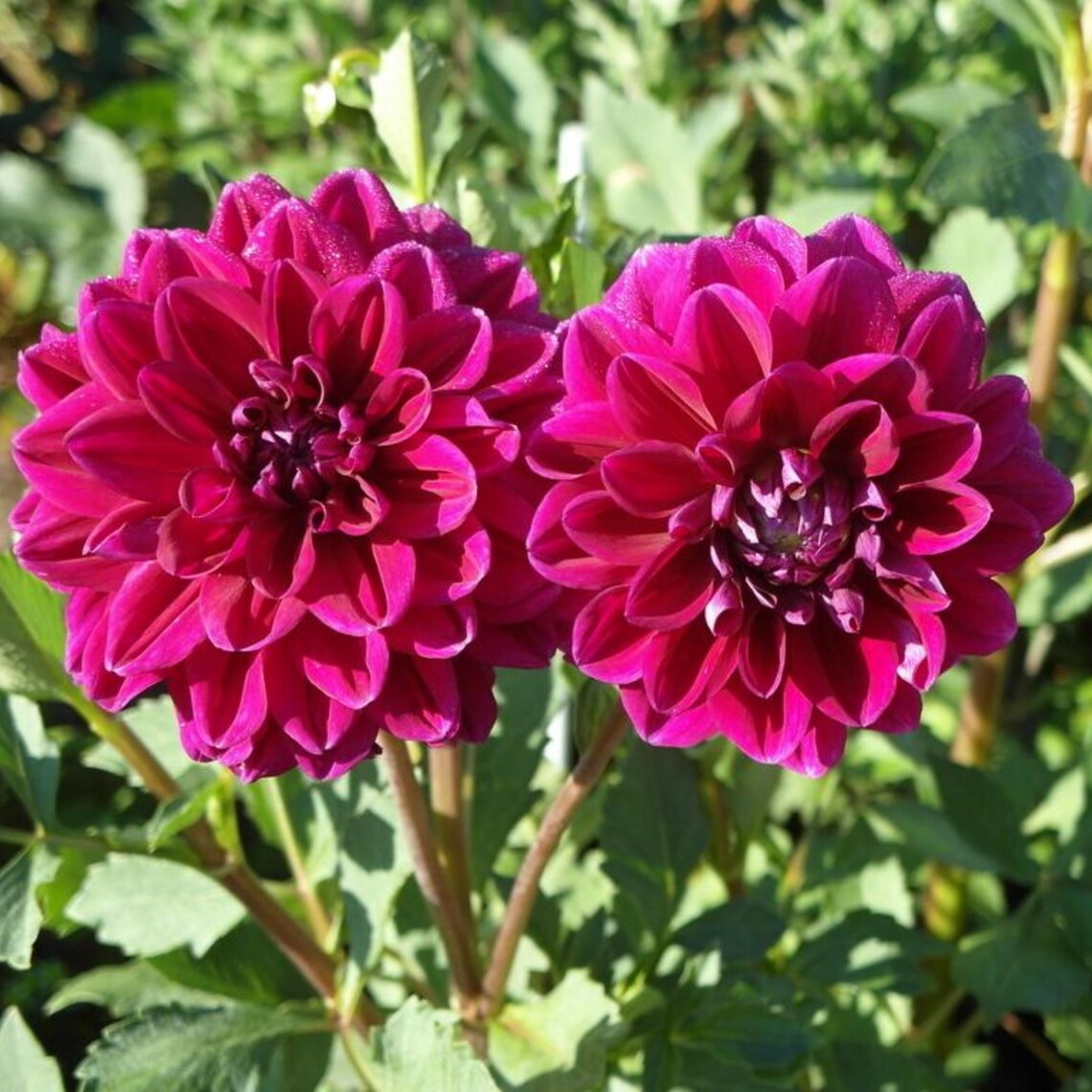 Boogie Nites Dahlia Seeds - Attracts Pollinators, Long Blooming Season ...