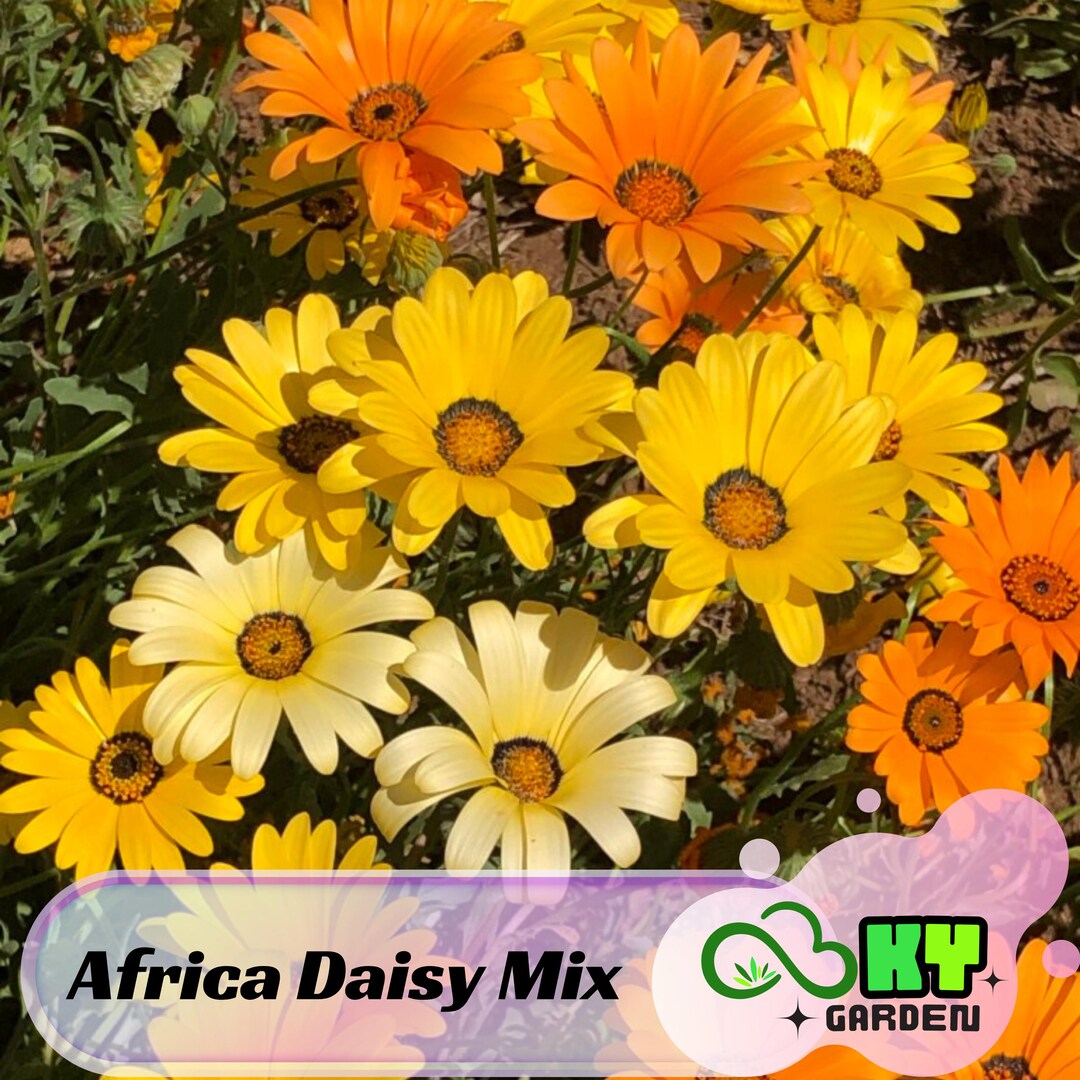 Africa Daisy Mix Seeds - Showy Blooms, Attracts Pollinators, Drought ...