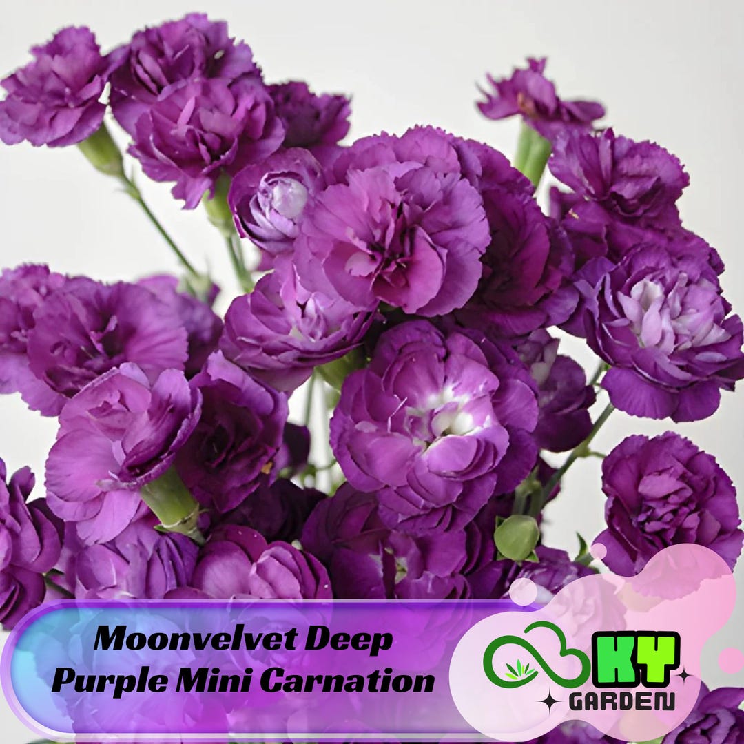 Moonvelvet Deep Purple Mini Carnation Seeds - Showy Blooms,compact ...