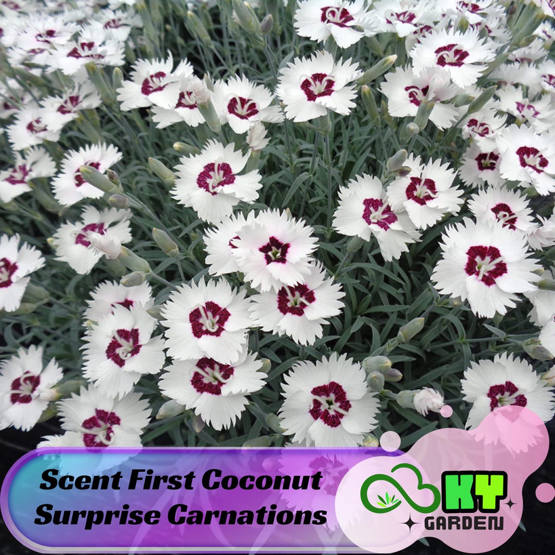 Scent First Coconut Surprise Carnations Seeds - Compact Growth, Attracts Pollinators, Excellent ...