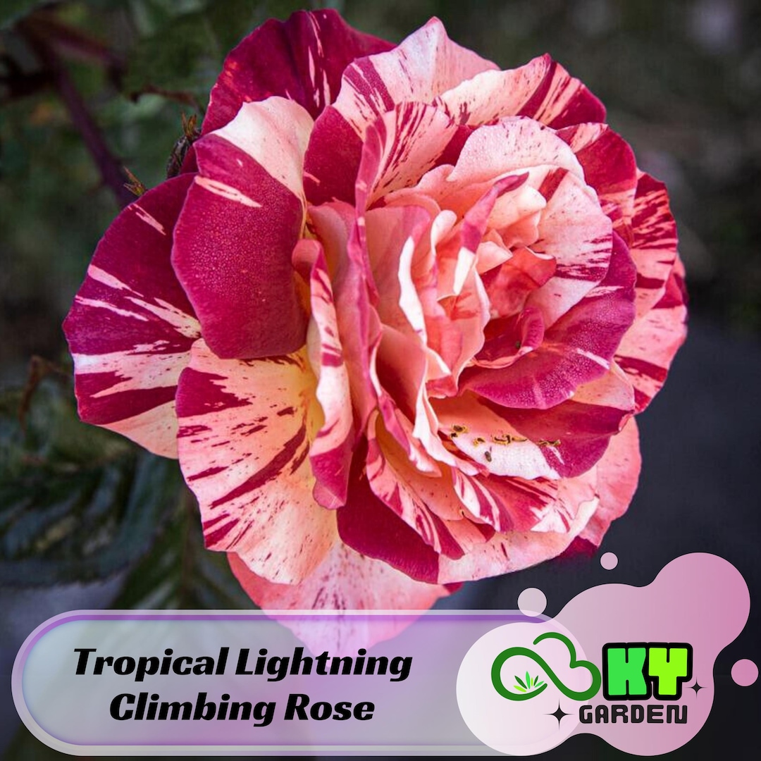 15s|tropical Lightning Climbing Rose Seeds , Cold Resistant,deciduous ...