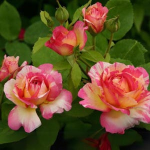 Marc Chagall Floribunda Rose Seeds – Perennial, Cold Resistant, Open ...
