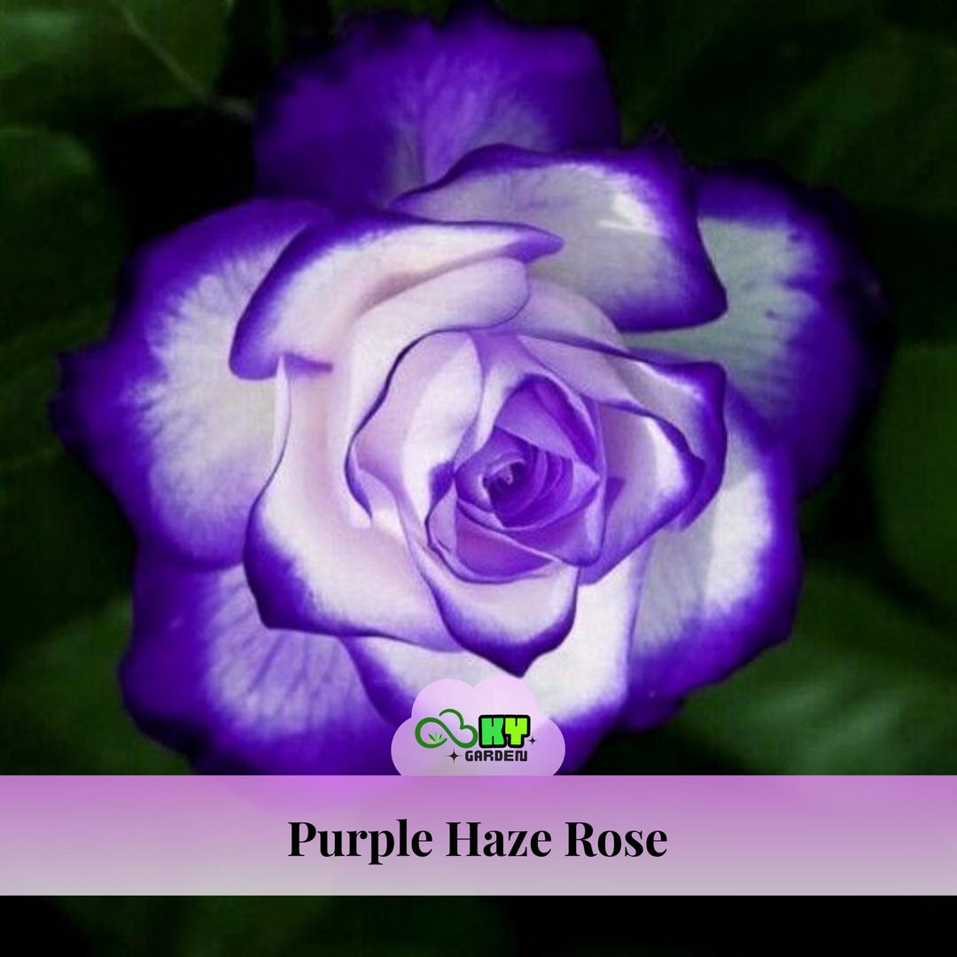15s|purple Haze Rose Seeds , Cold Resistant, Open-pollinating ...