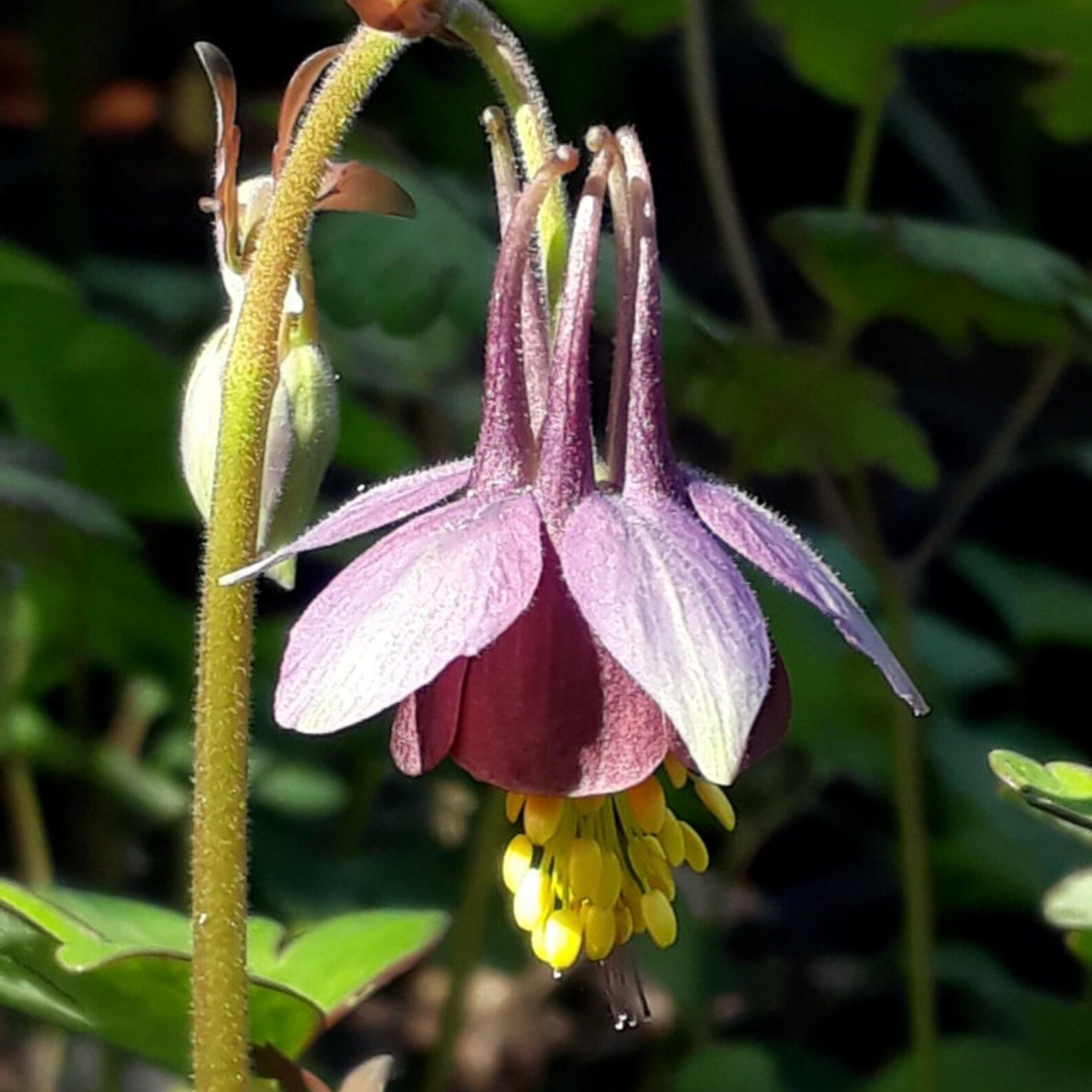 Chocolate Soldier' Columbine Seeds - Deciduous - Cold Resistant ...