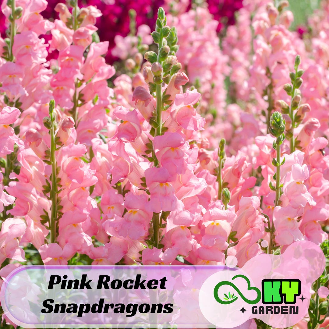 Pink Rocket Snapdragons Seeds - Cold Resistant - Potted - Attracts ...