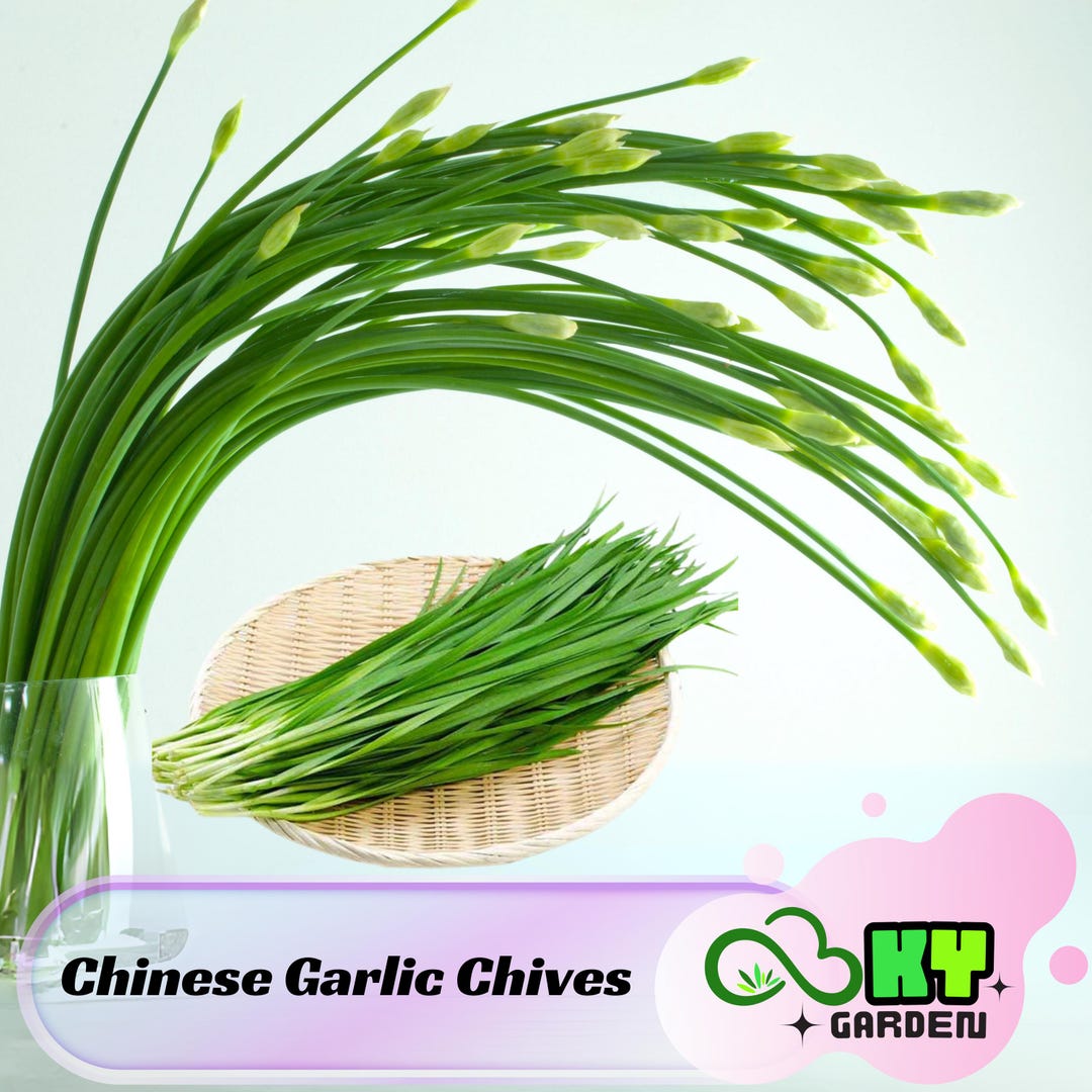 Chinese Garlic Chives Seeds - Perennial - Edible, Fragrant,cold ...