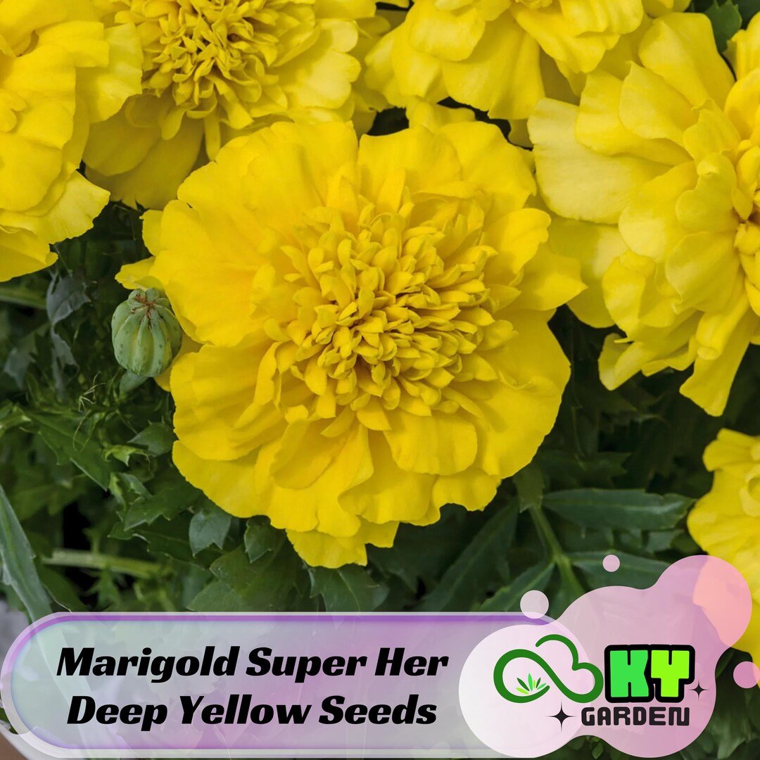 Marigold Super Her Deep Yellow Seeds - Open-pollinating -potted -draft ...