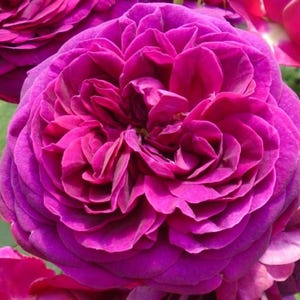 15s|celestial Night Floribunda Rose Seeds , Cold Resistant, Deciduous ...