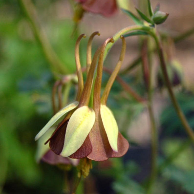 Chocolate Soldier' Columbine Seeds - Deciduous - Cold Resistant ...