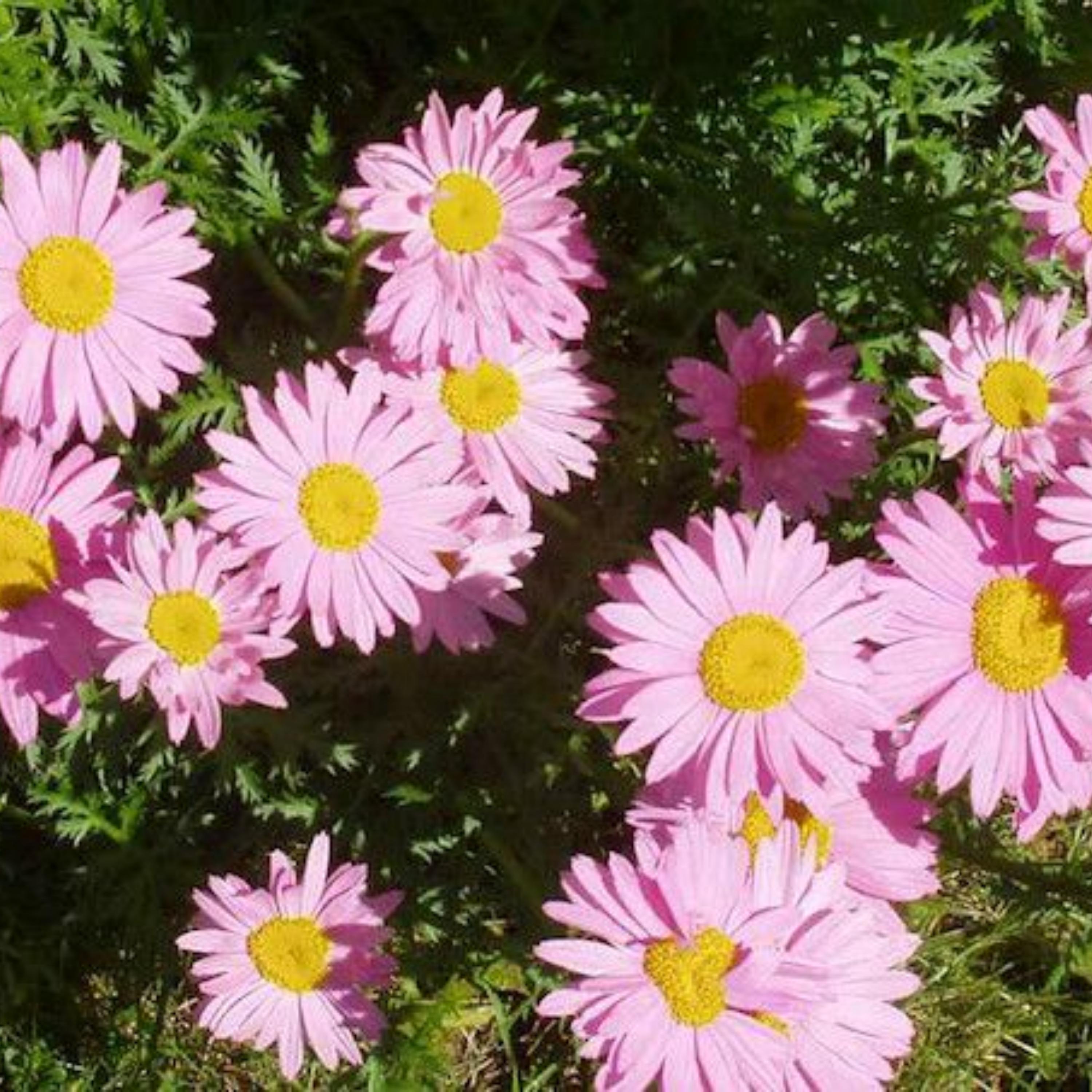 Robinson's Rose Daisy Seeds - Showy Blooms, Attracts Pollinators ...