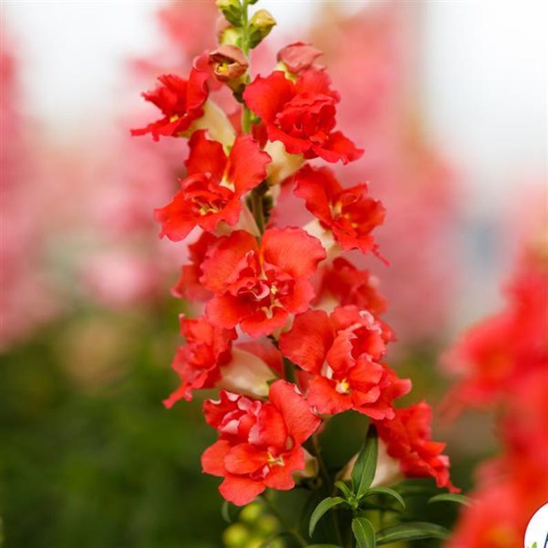 Doubleshot Orange Bicolor Snapdragon Seeds - Cold Resistant -potted ...